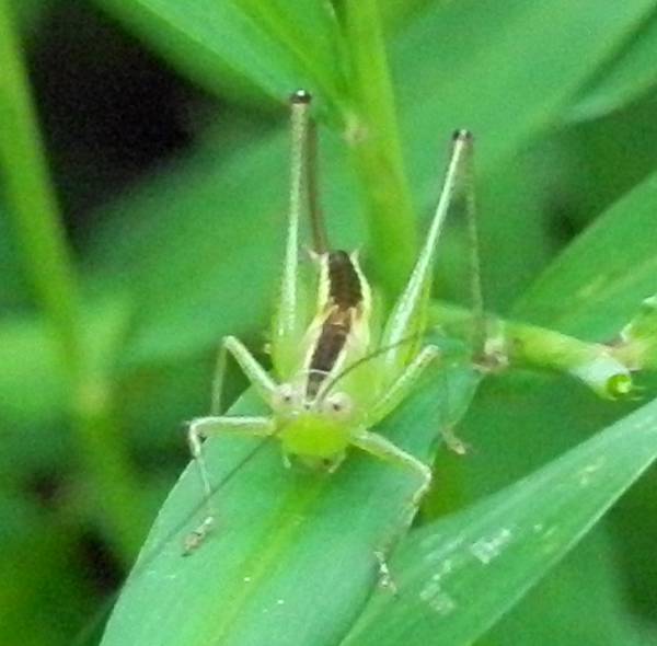 Lesser Meadow Katydid | Project Noah