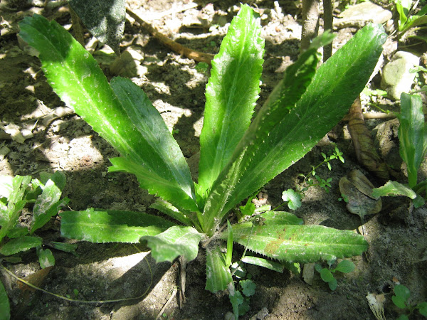 Culantro, Shadon, Shado beni, Ban-Dhania | Project Noah