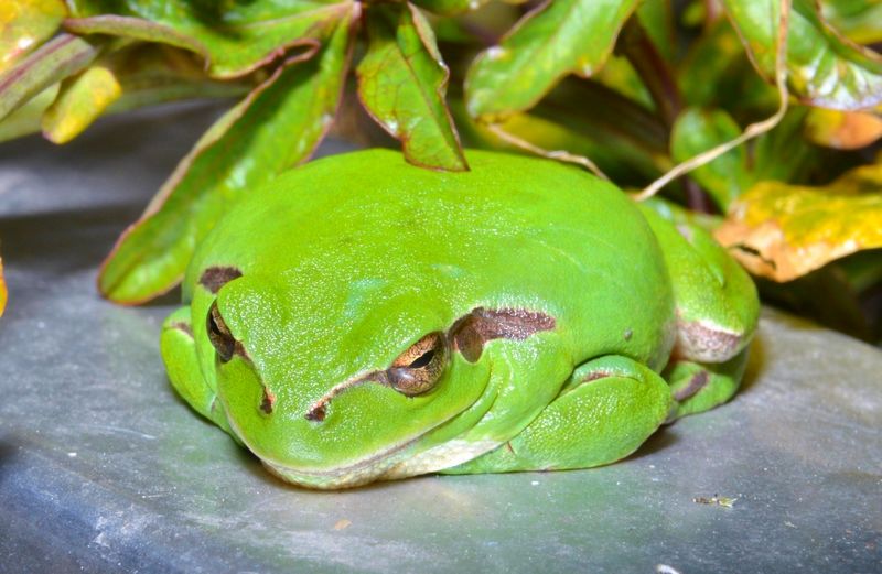 Mediterranean tree frog | Project Noah