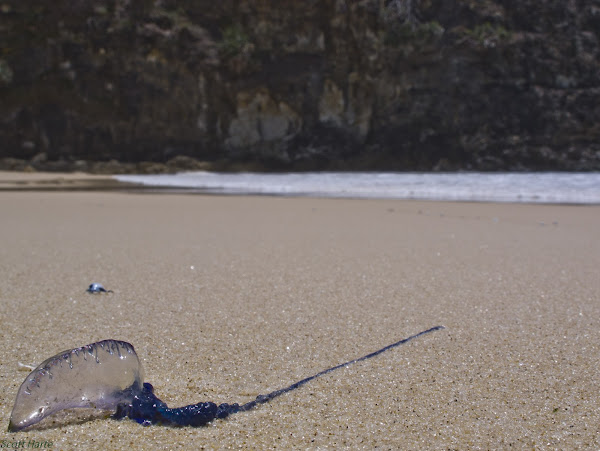 Blue Bottle | Project Noah