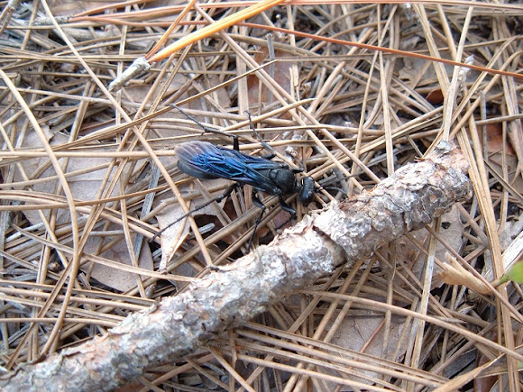 Steel-blue Cricket Hunter Wasp | Project Noah