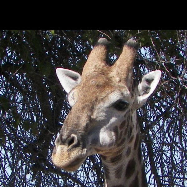 Giraffe | Project Noah