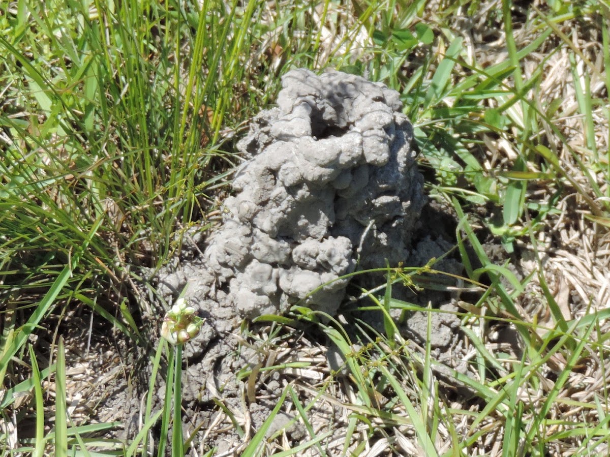 Crayfish Chimney | Project Noah