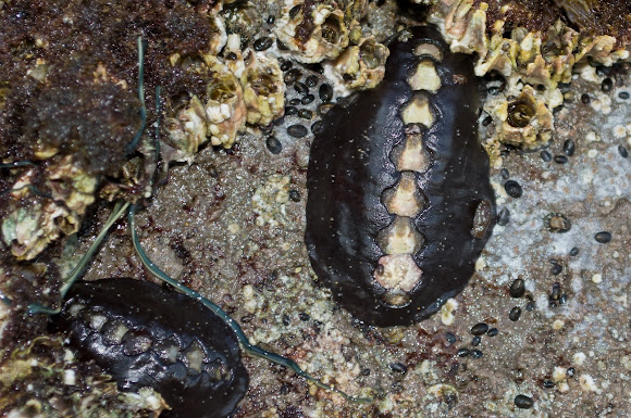 Black Katy Chiton | Project Noah