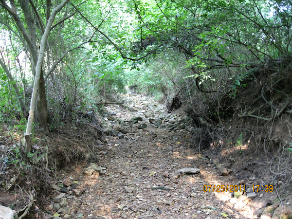 American Toad | Project Noah