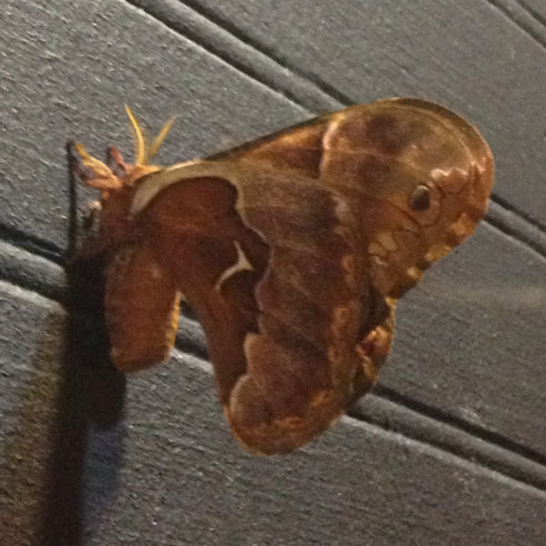 Promethea Silkmoth (female) | Project Noah