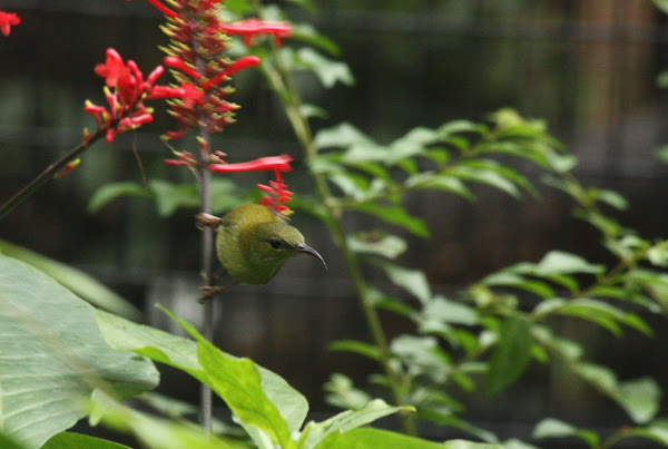 fork-tailed sunbird (female) | Project Noah