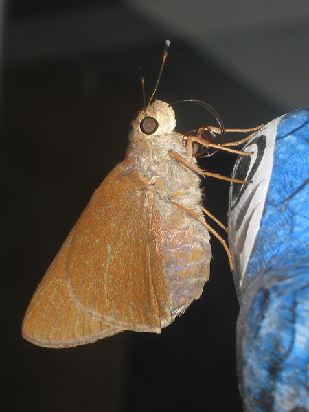 Monk Skipper | Project Noah