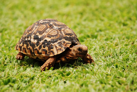 Leopard Tortoise | Project Noah