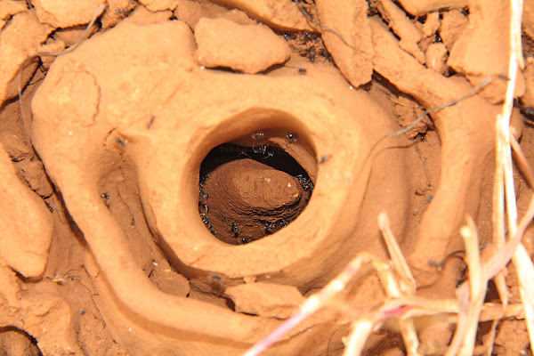 Harvester Ant nest | Project Noah