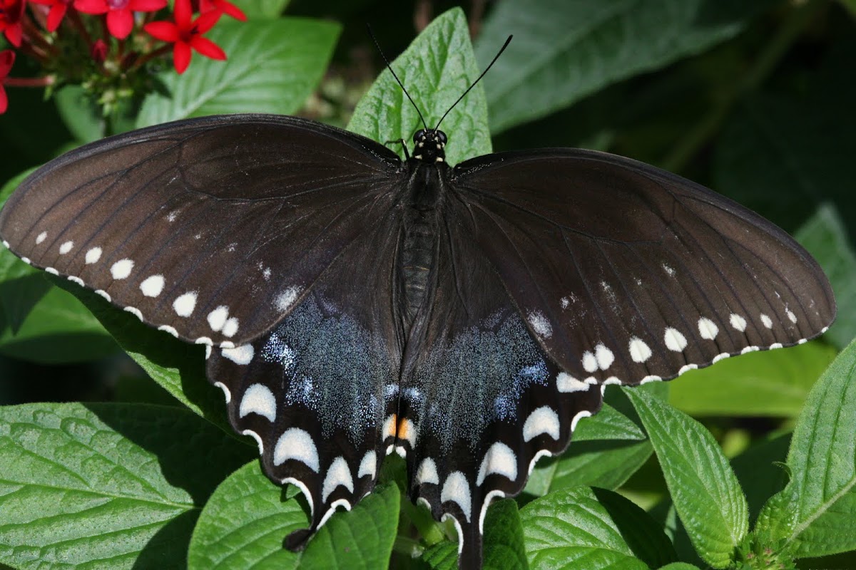 Spicebush Swallowtail | Project Noah