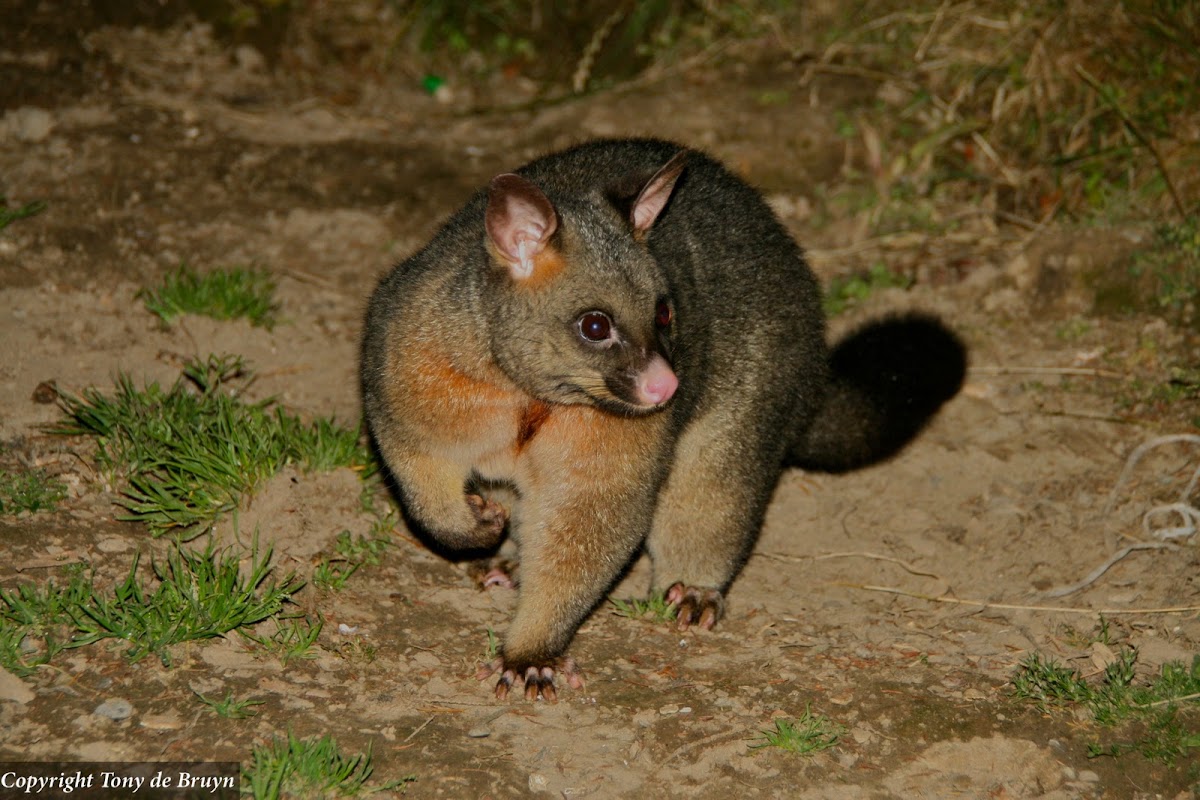brushtail possums | Project Noah