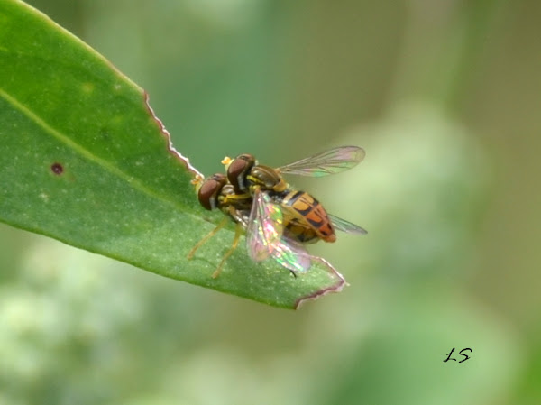 Hoverfly | Project Noah