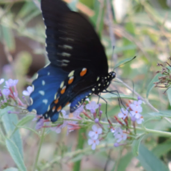 Pipevine Swallowtail male | Project Noah