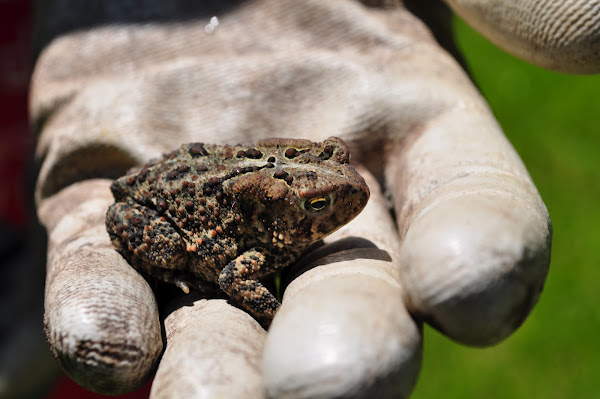 Eastern American Toad | Project Noah