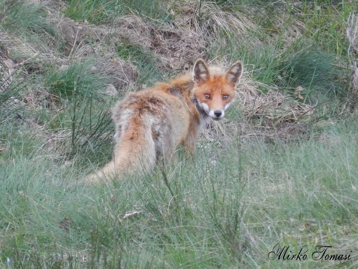 Red fox | Project Noah