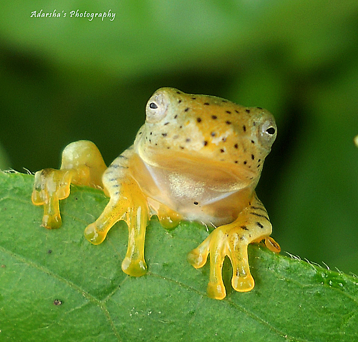 Small Gliding Frog | Project Noah