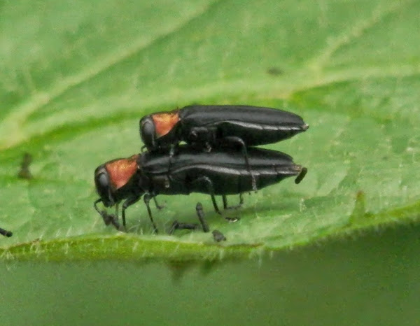 Red-necked Cane Borer | Project Noah