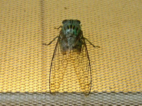singing cicada | Project Noah