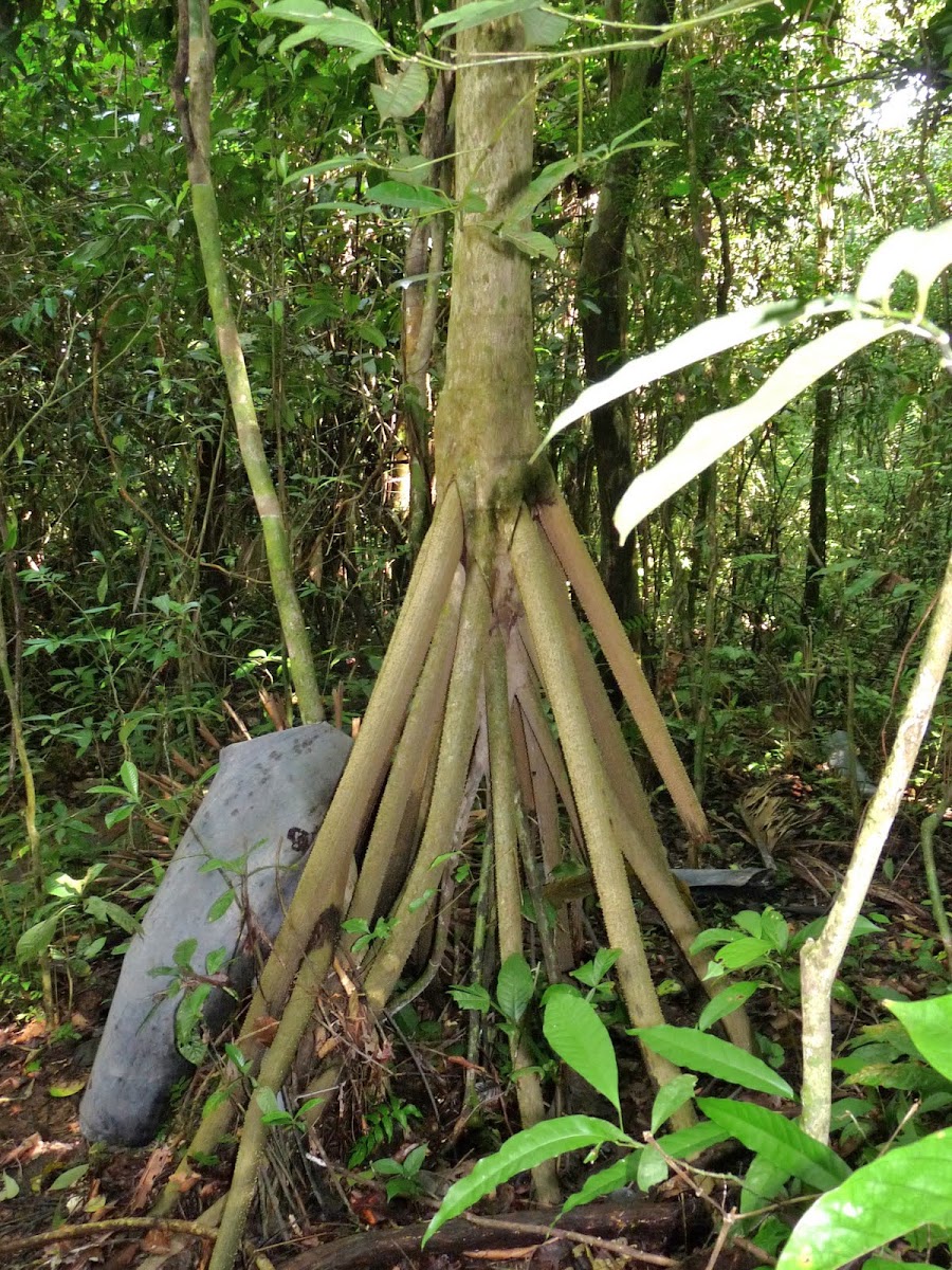 Walking Palm | Project Noah