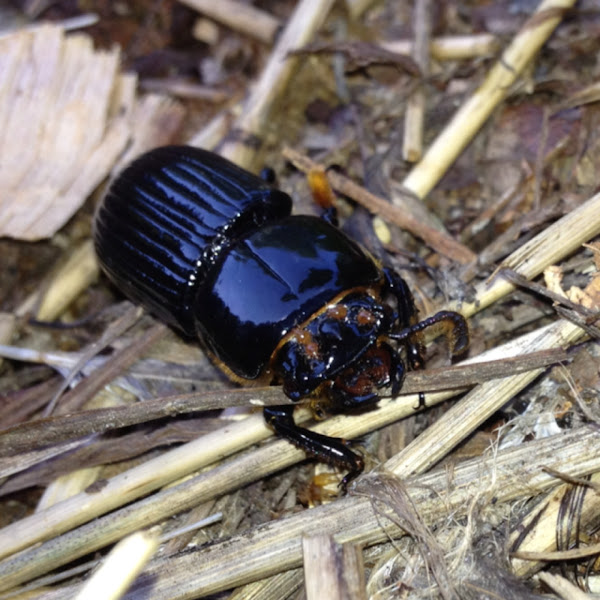 Patent Leather Beetle | Project Noah