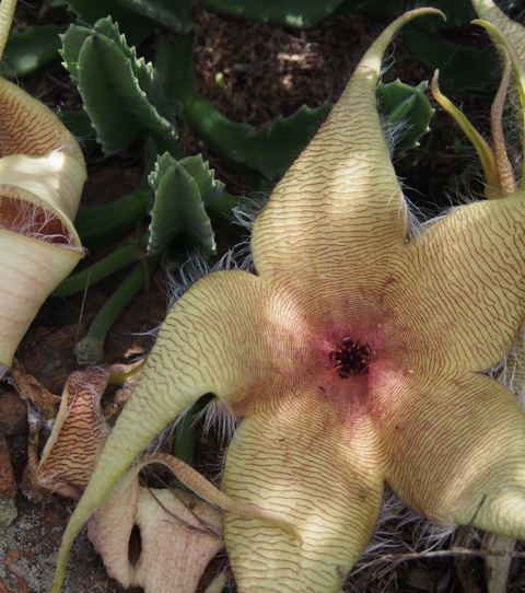 African starfish flower | Project Noah
