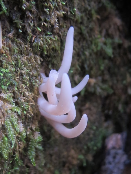 Fairy Fingers | Project Noah