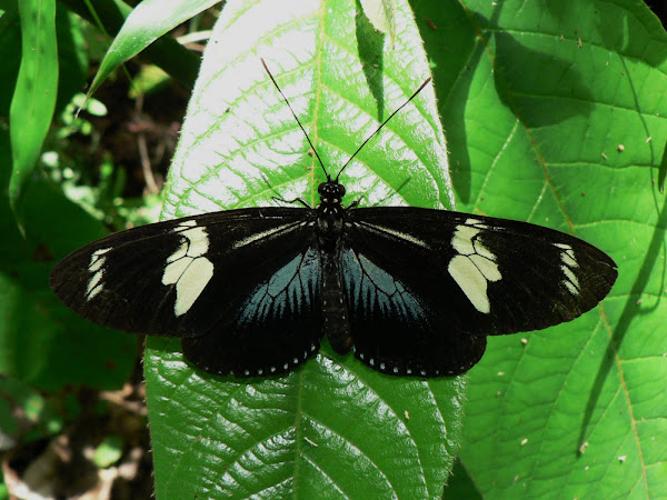 Heliconius butterfly | Project Noah