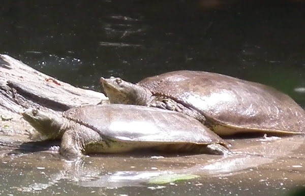 Spiny Softshell Turtles | Project Noah