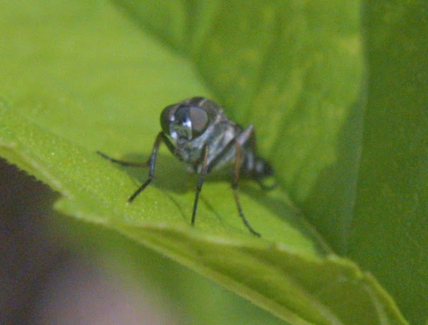 Stiletto Fly, female | Project Noah