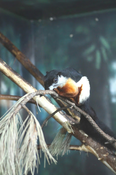 Asian Tri-colored Squirrel | Project Noah