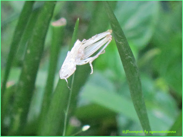 Grasshopper (Molted Exoskeleton) | Project Noah