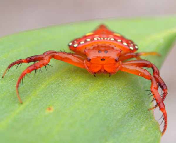Triangular Spider | Project Noah