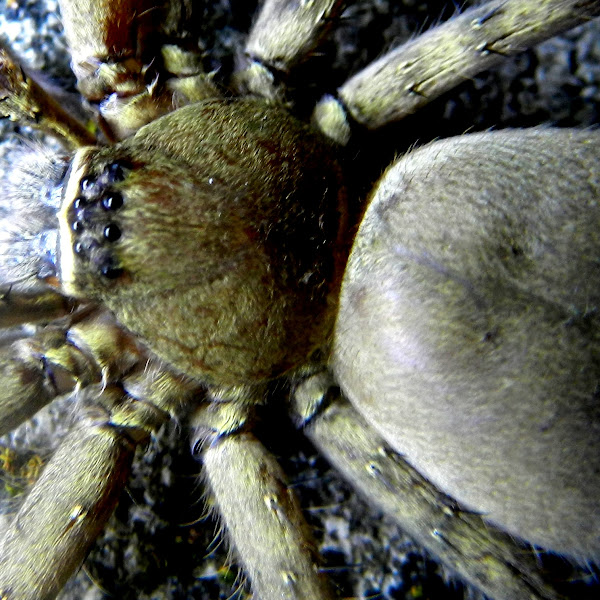Huntsman spider | Project Noah