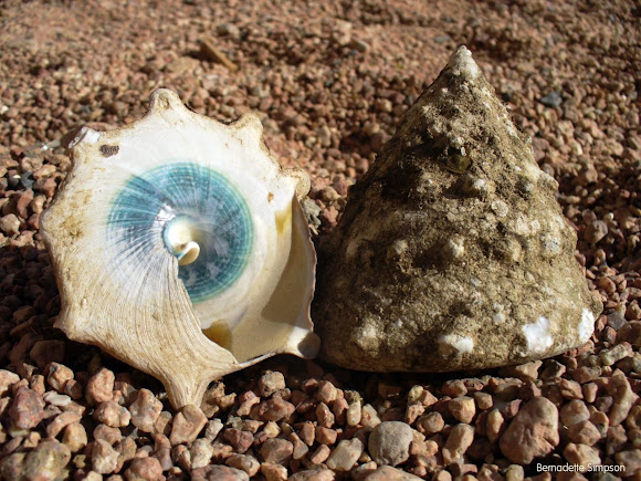 Toothed Top Shell | Project Noah