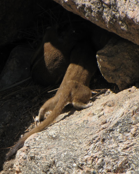 Long-tailed Weasel | Project Noah