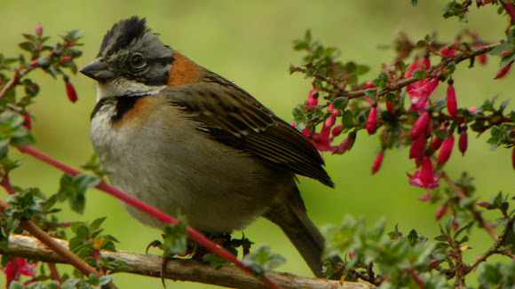 Copetón | Project Noah
