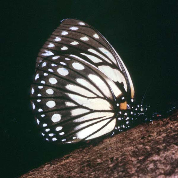 Crossley’s Forest Queen | Project Noah