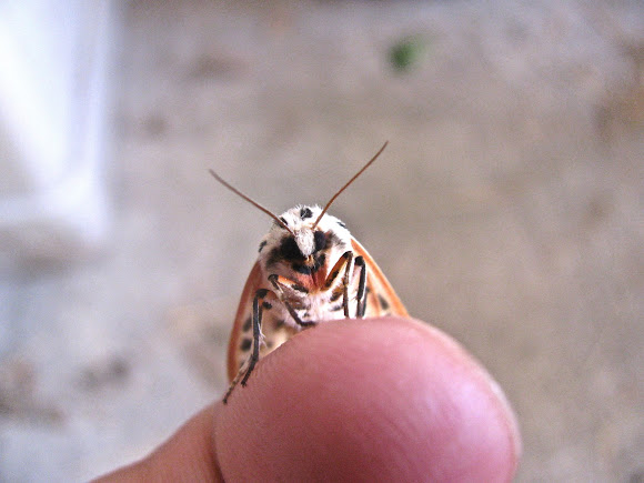 Arge Tiger Moth | Project Noah