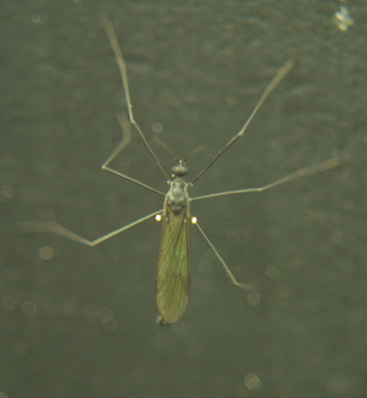 Limoniid Crane Fly | Project Noah