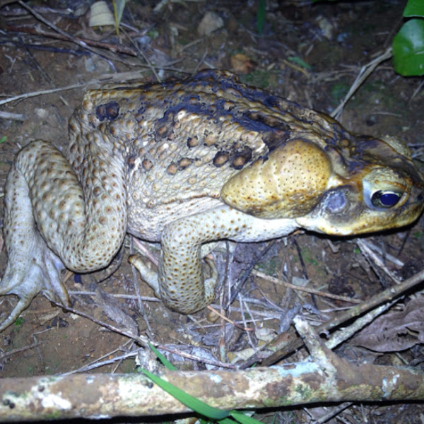 Cane Toad | Project Noah