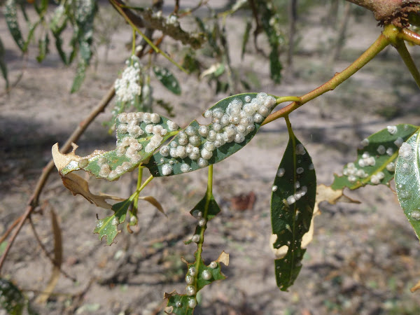 White Lerp Insect | Project Noah