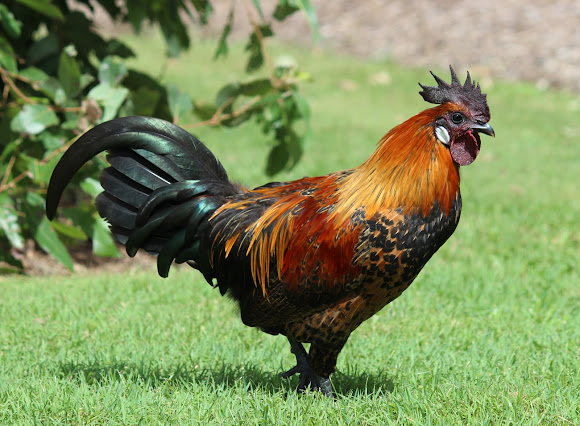 Rooster | Project Noah