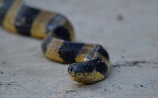 Banded krait | Project Noah