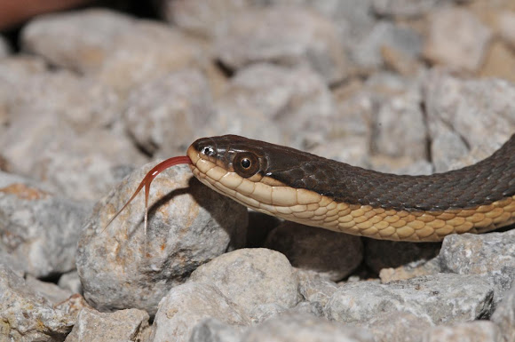 Graham's crayfish snake | Project Noah