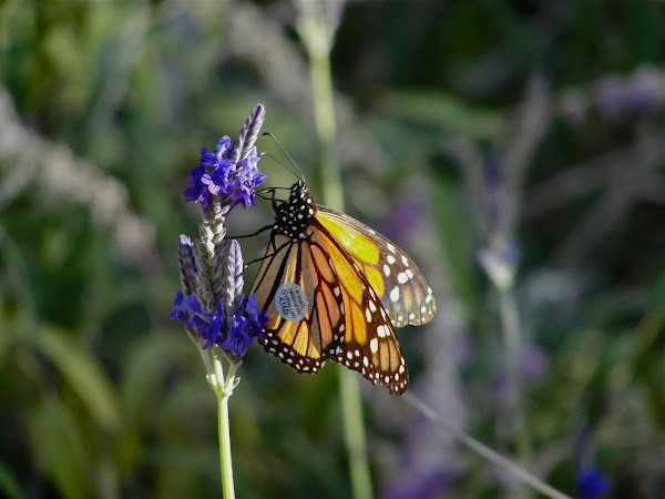 Monarch Butterfly | Project Noah