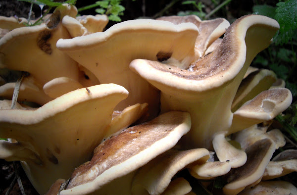 Giant Polypore | Project Noah