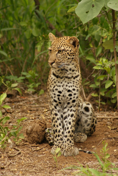 Leopard | Project Noah