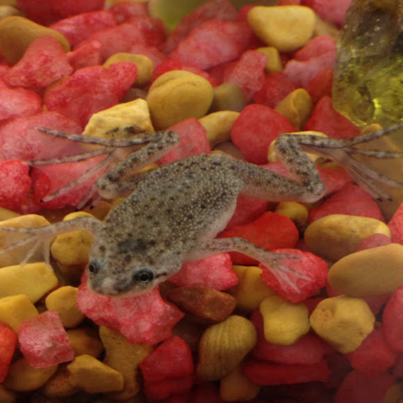 African dwarf frogs | Project Noah