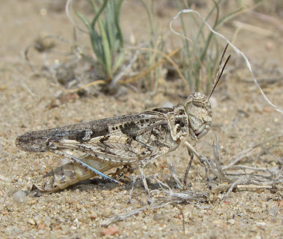 Kiowa Grasshopper | Project Noah